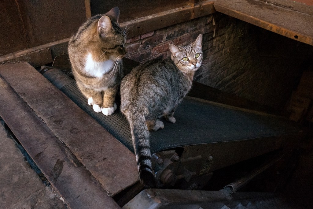 Working Cats – For Earth Below
