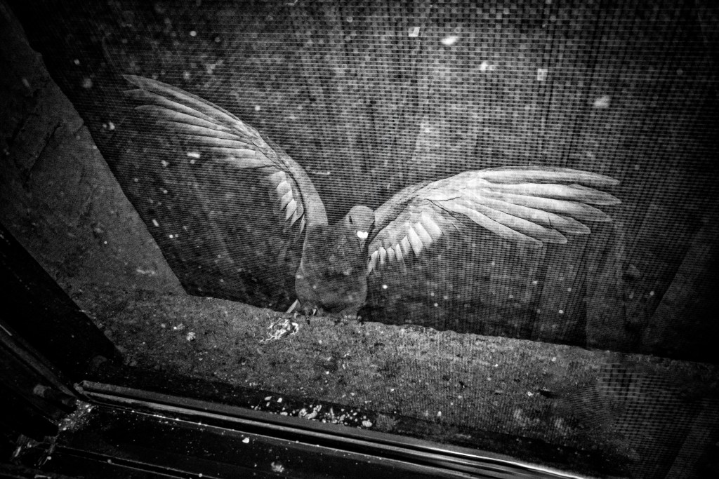 Captivating Black and White Bird Photography Insights