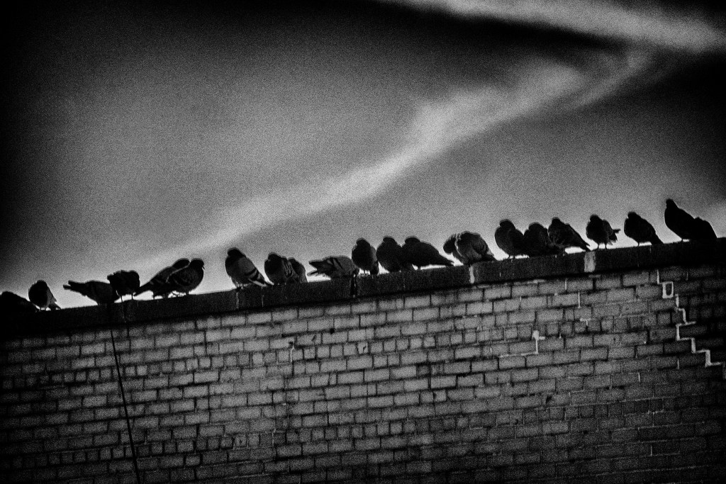 Avian – For Earth Below